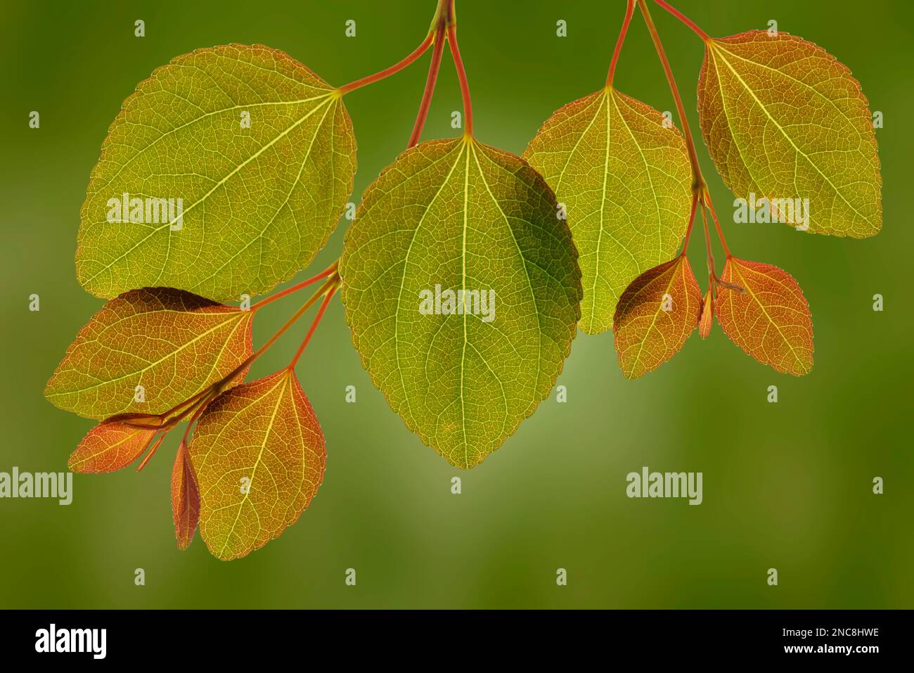 Katsura Tree Leaves in Spring Stock Photo - Alamy