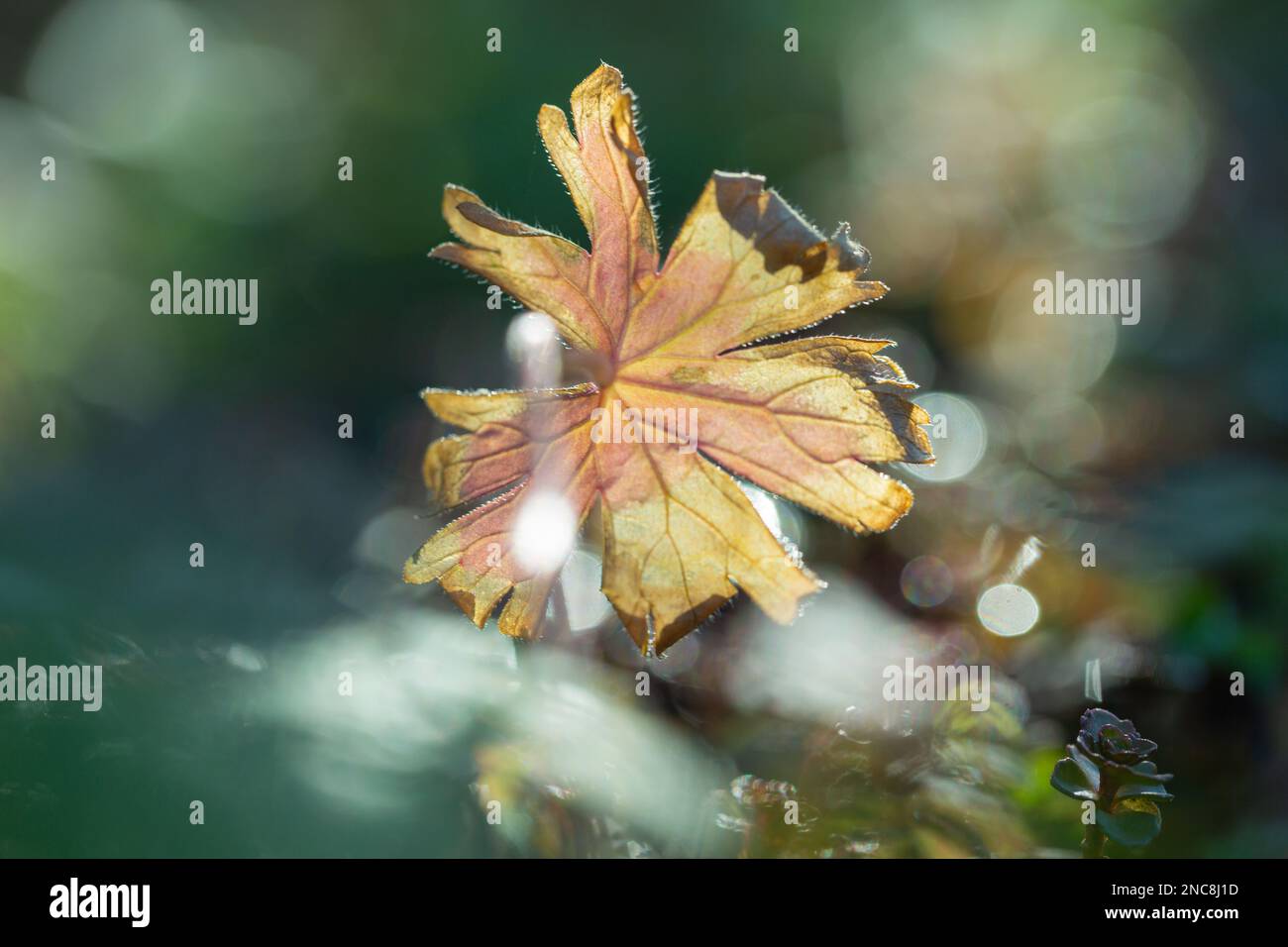 Science and Nature Covers - Beauty of Nature - Macro detail of leaf ...