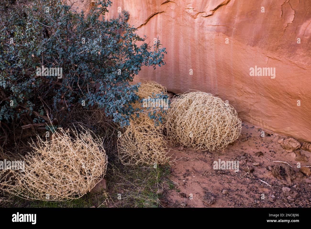 Dead tumbleweeds and a Fremont's Mahonia shrub by a sandstone wall near ...