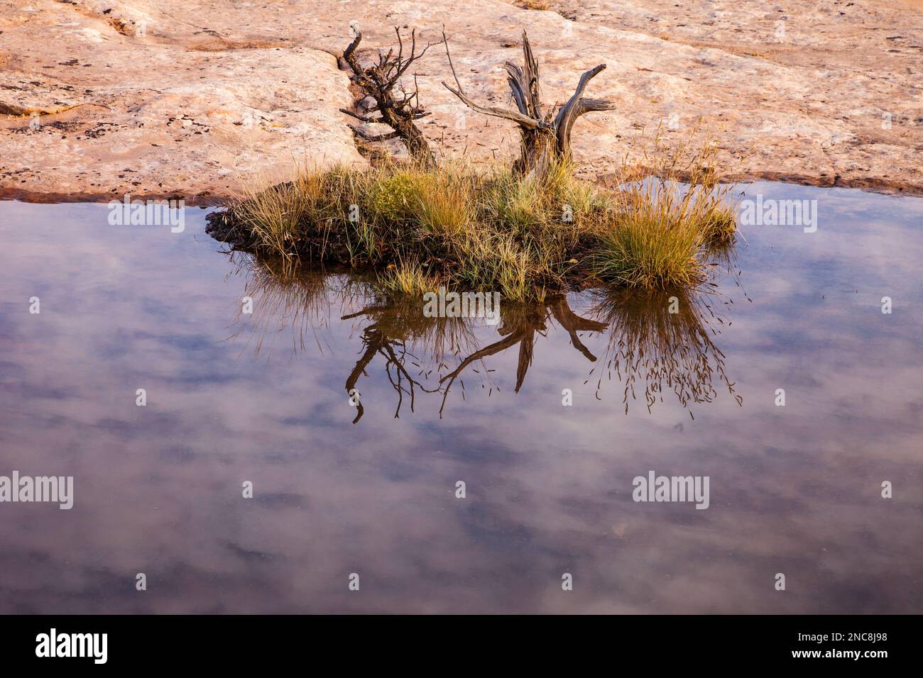 Grasses growing around a dead jumiper stump in an epphemeral rainwater ...