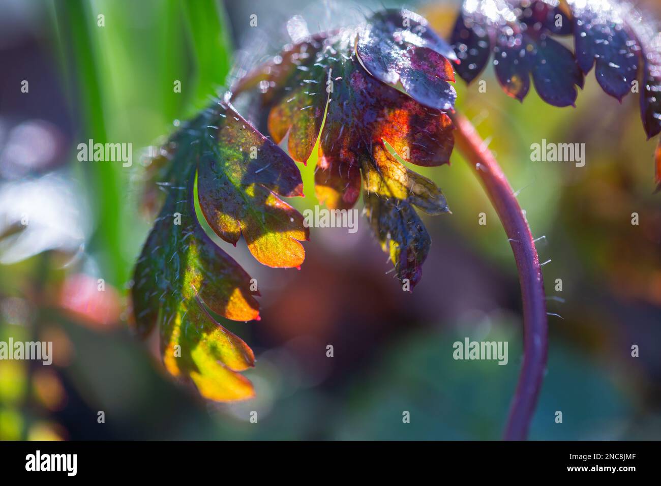 Science and Nature Covers - Macro of plant leaves and colourful foliage ...