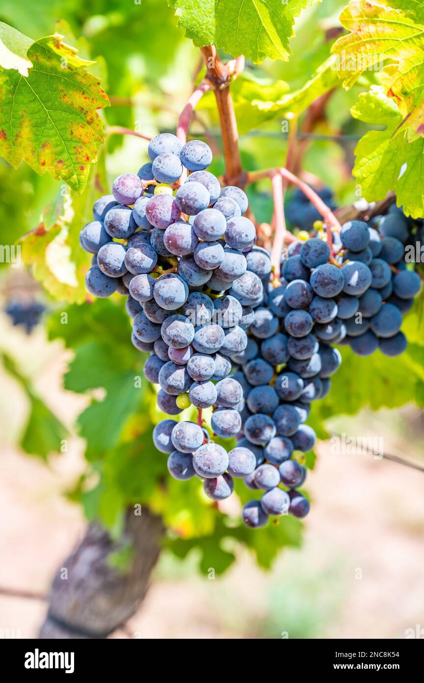 Blue fresh bunch of grapes hang on a vine plant in September before ...