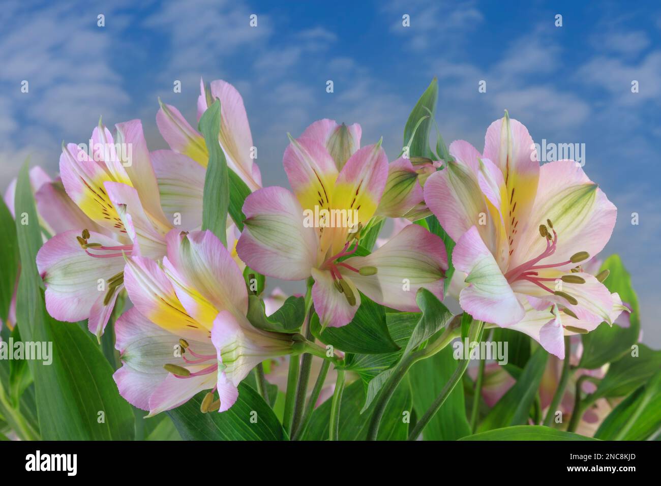 Peruvian Lilies (Alstroemeria), high resolution composite image Stock ...
