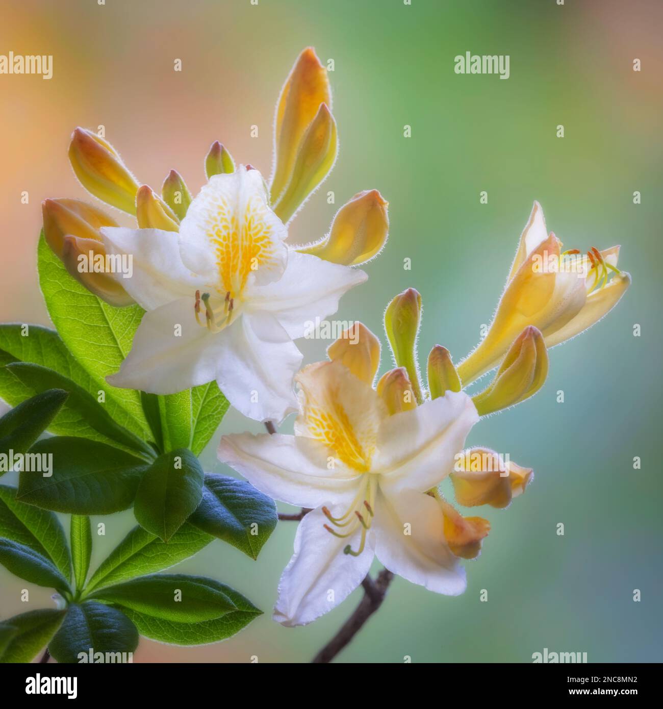 White & Yellow Azalea - High resolution square format image Stock Photo ...