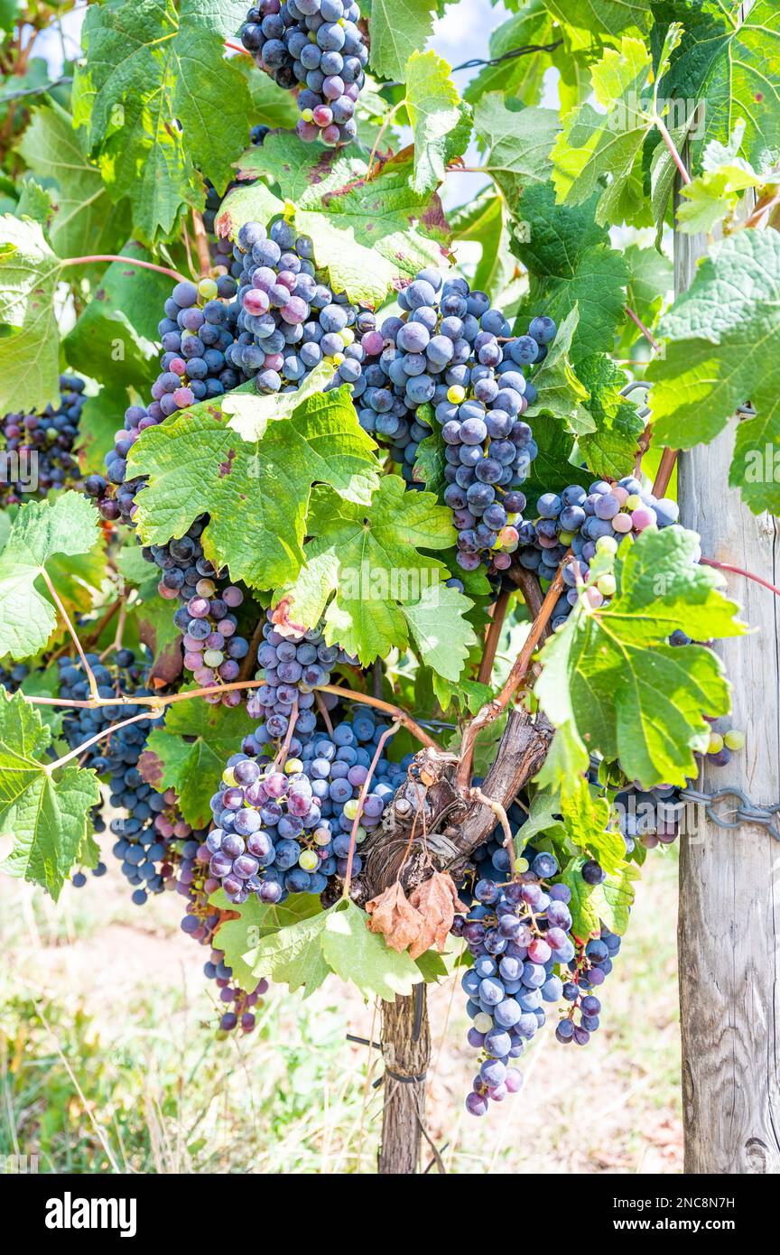 Blue fresh bunch of grapes hang on a vine plant in September before ...