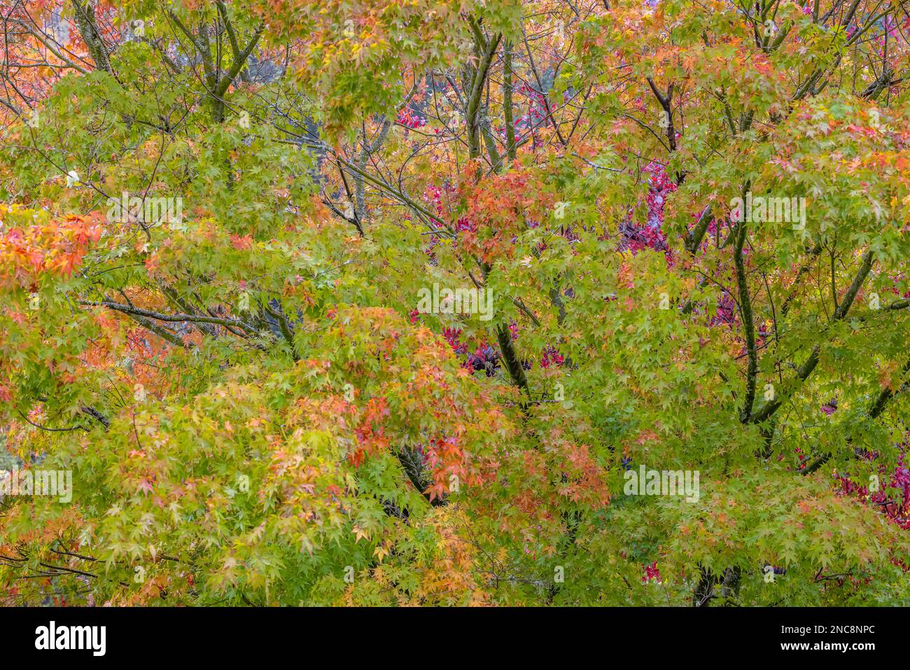 Japanese Maple tree in fall Stock Photo - Alamy