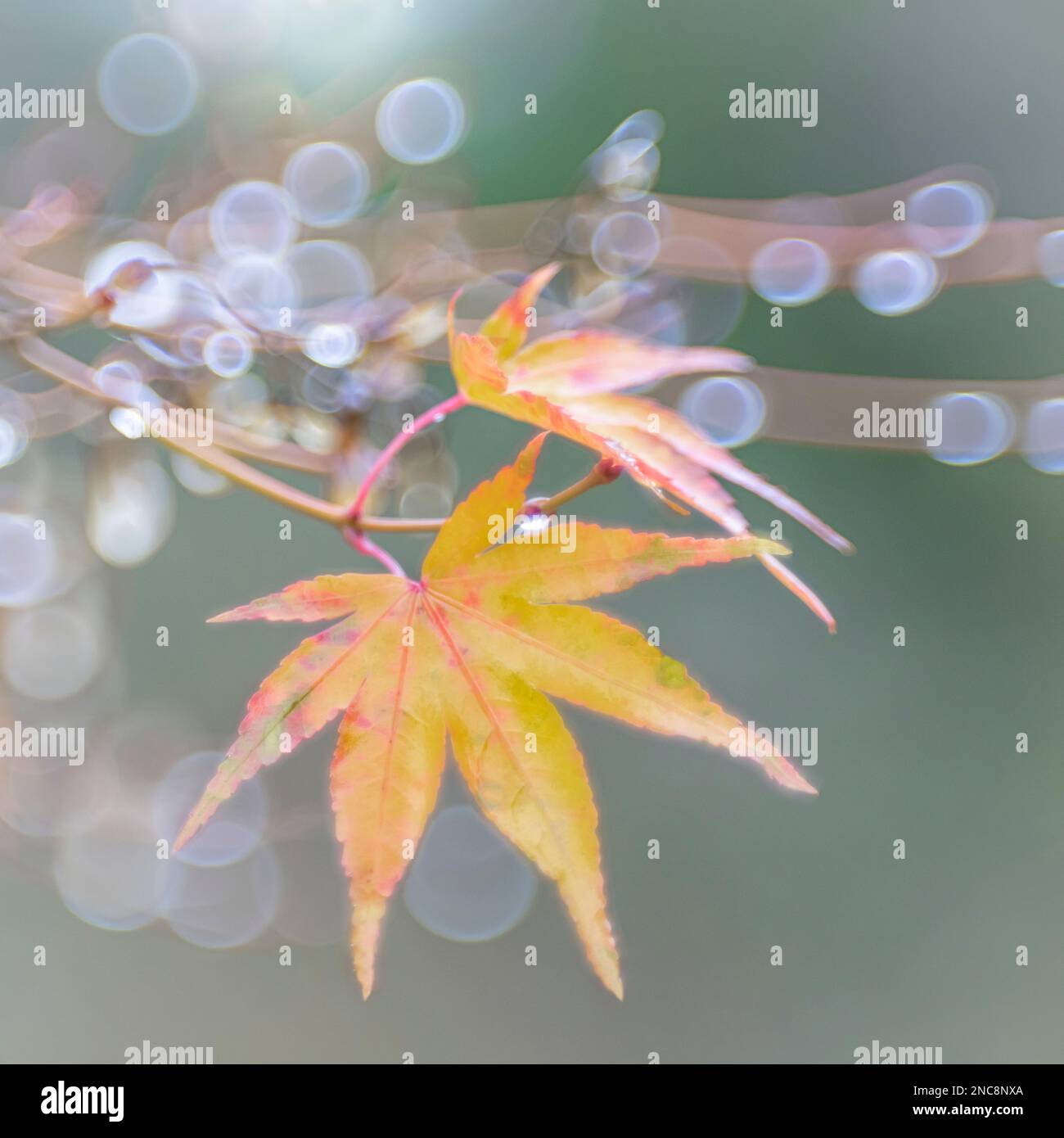 A few autumn Japanese maple leaves remain after a rain storm. Rain ...