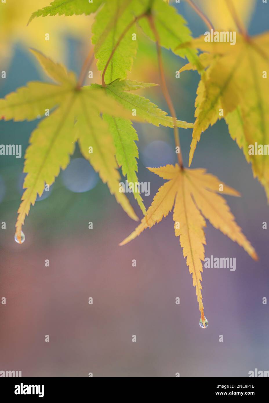 Rain dripping from Japanese maple leaves in fall Stock Photo - Alamy