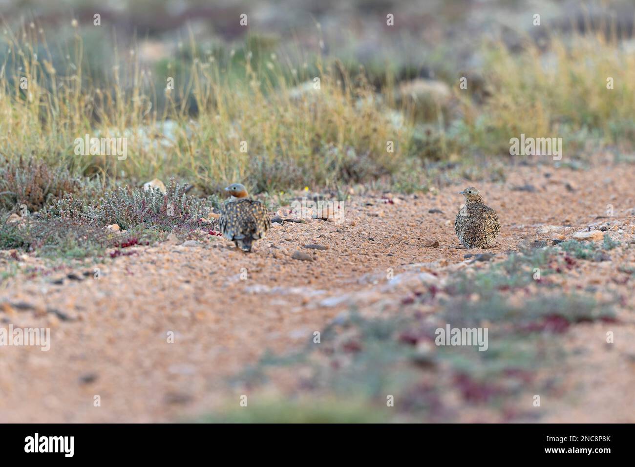 a couple black-bellied sandgrouse (Pterocles orientalis) foraging in ...