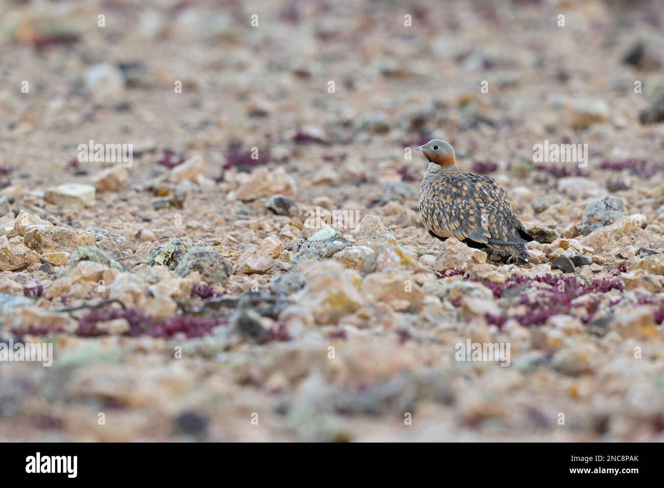 Semi arid climate hi-res stock photography and images - Alamy