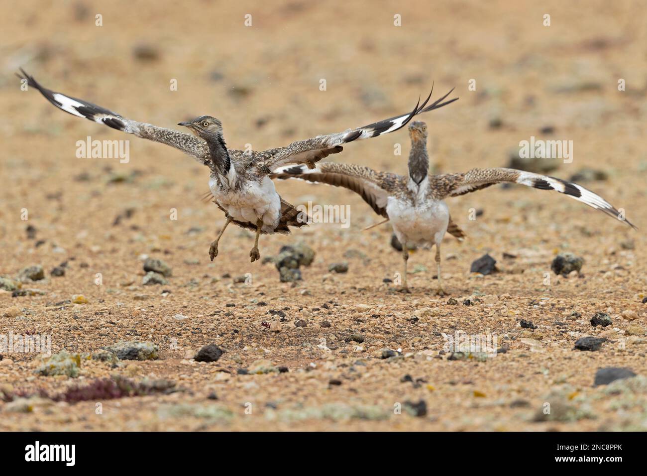 Canarian houbara bustards(Chlamydotis undulata fuertaventurae) acting ...