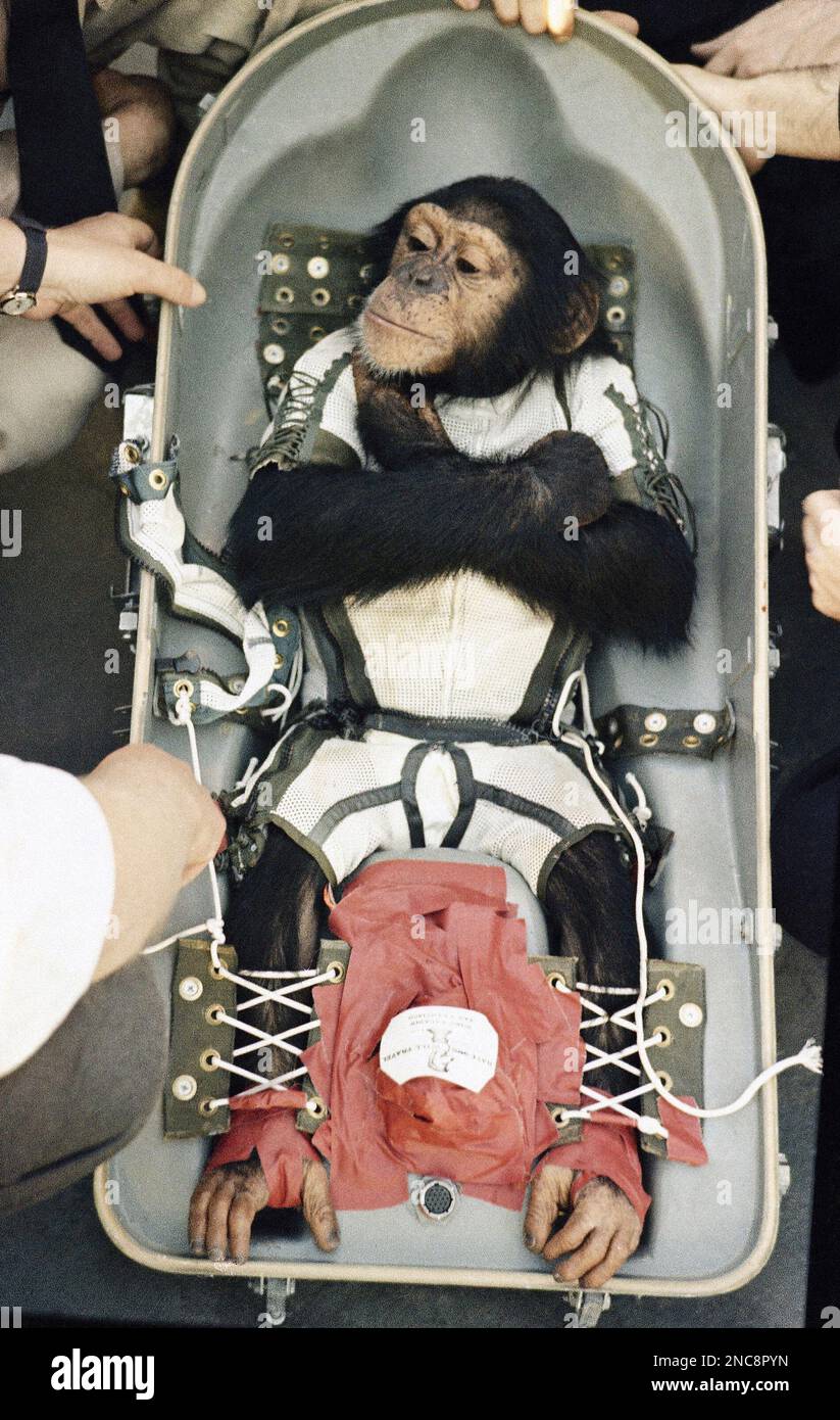 Ham, a chimpanzee, is shown on deck of ship after being pulled out of ...