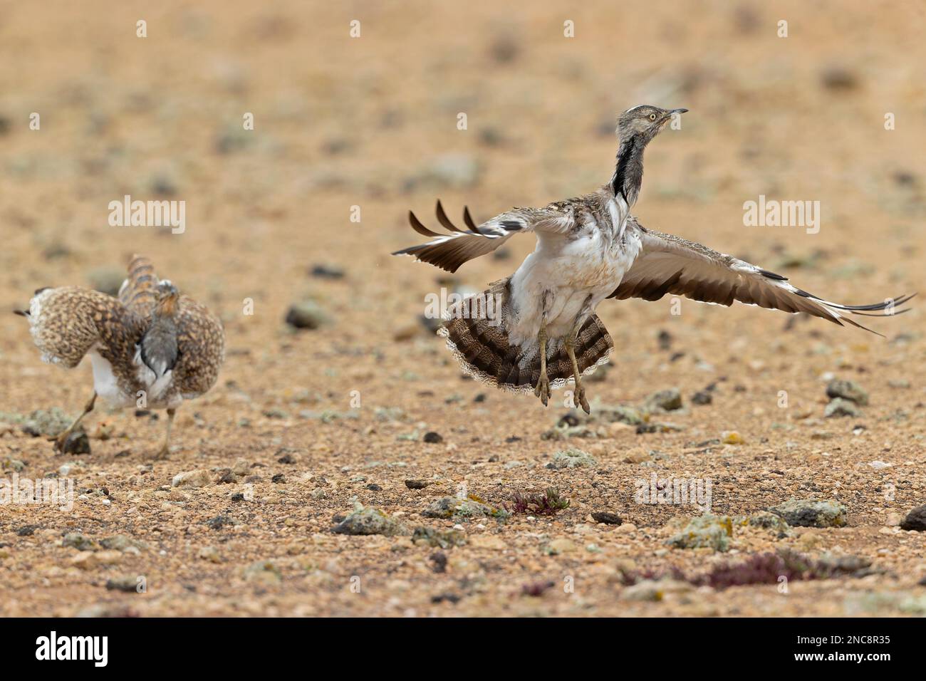 African houbara hi-res stock photography and images - Alamy