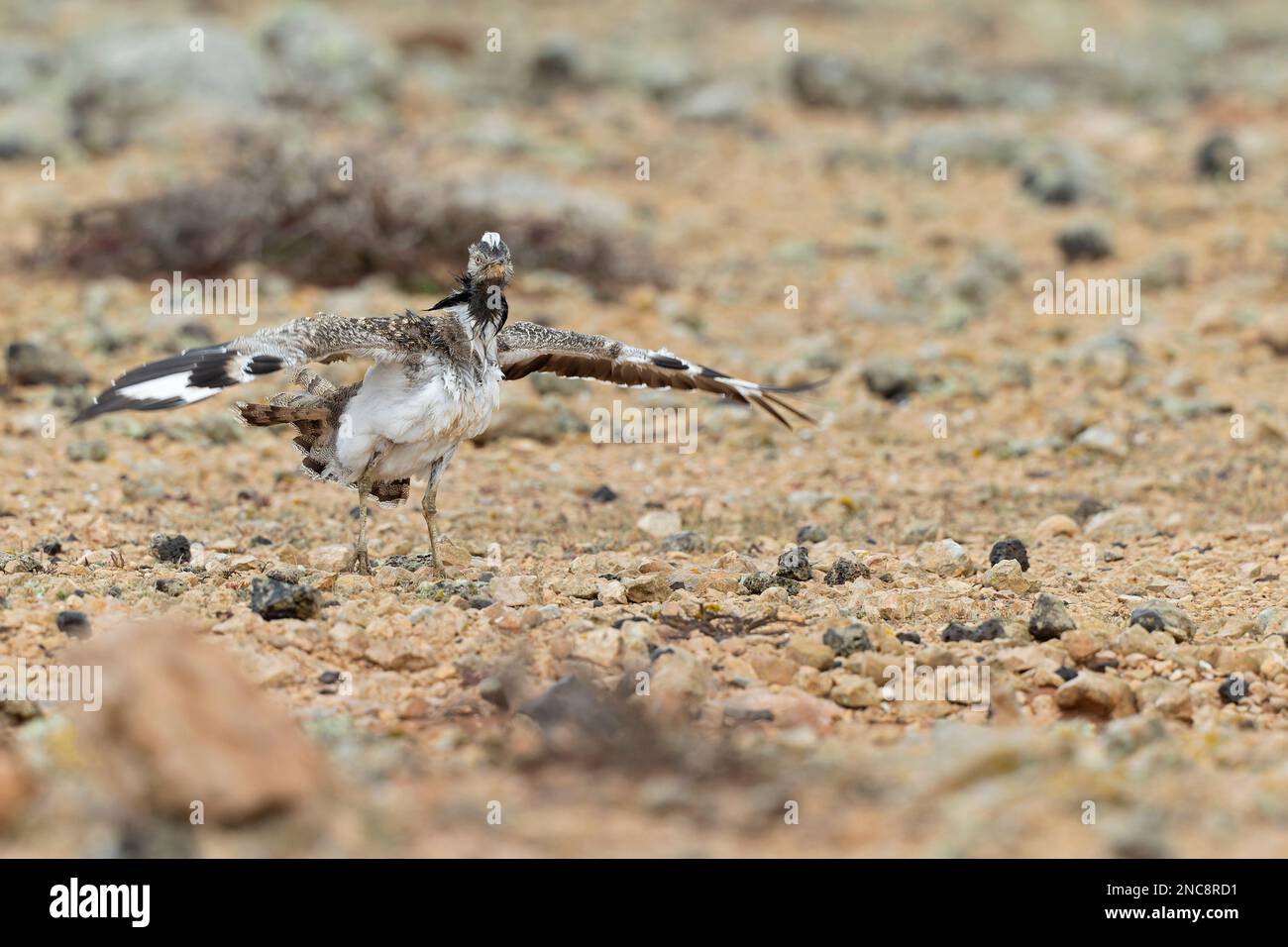A Canarian houbara (Chlamydotis undulata fuertaventurae) shaking of the ...