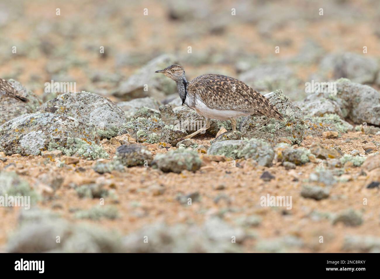 A Canarian houbara (Chlamydotis undulata fuertaventurae) foraging in ...
