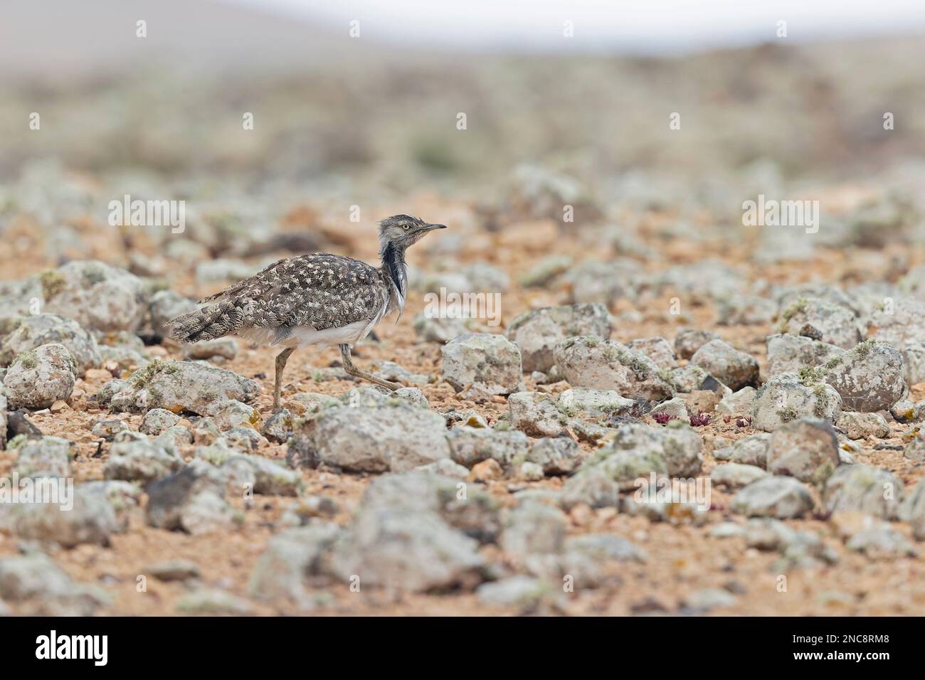 A Canarian houbara (Chlamydotis undulata fuertaventurae) foraging in ...