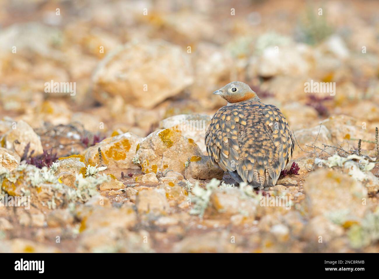 a male black-bellied sandgrouse (Pterocles orientalis) foraging in the ...