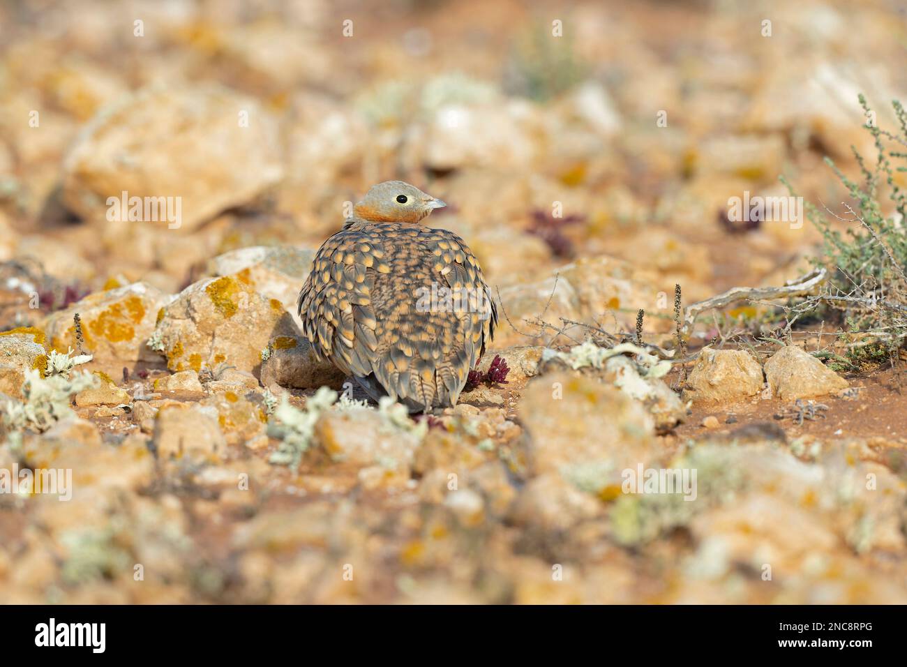 a male black-bellied sandgrouse (Pterocles orientalis) foraging in the ...