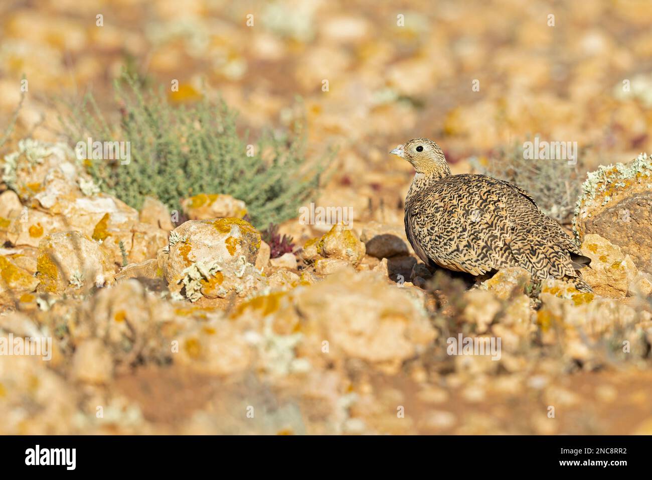 a male black-bellied sandgrouse (Pterocles orientalis) foraging in the ...