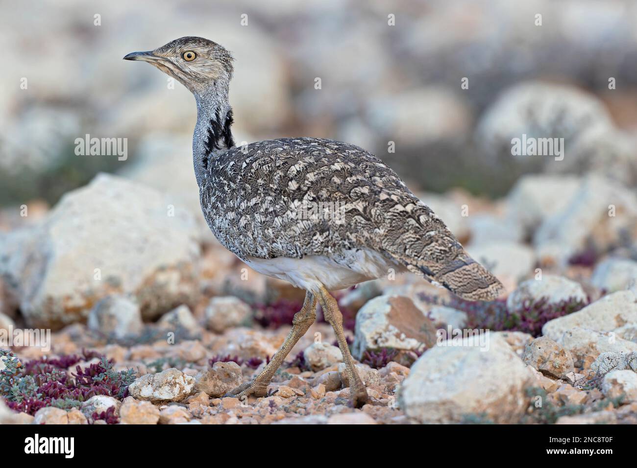 A Canarian houbara (Chlamydotis undulata fuertaventurae) foraging in ...