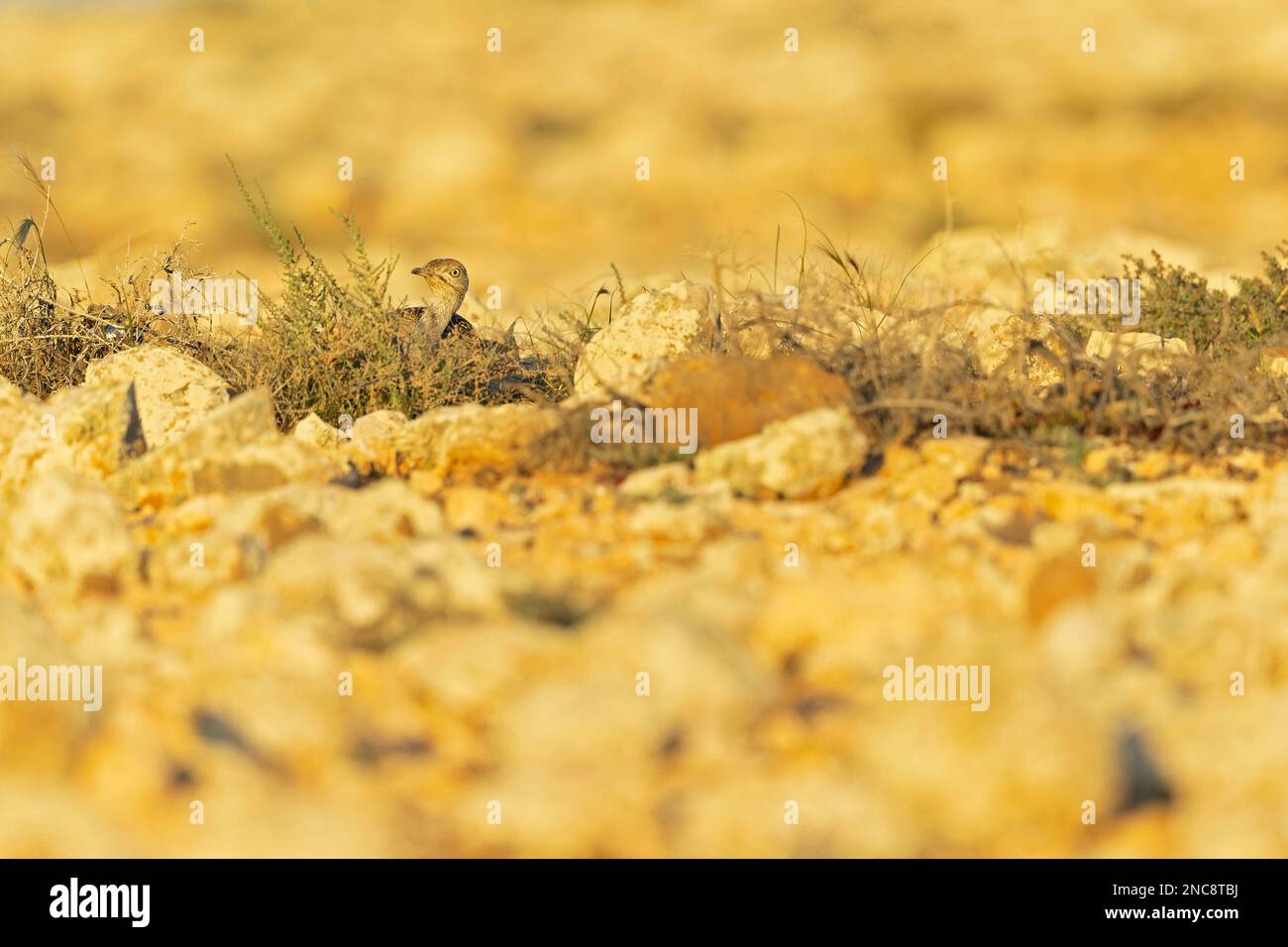 A Canarian houbara (Chlamydotis undulata fuertaventurae) hiding on the ...