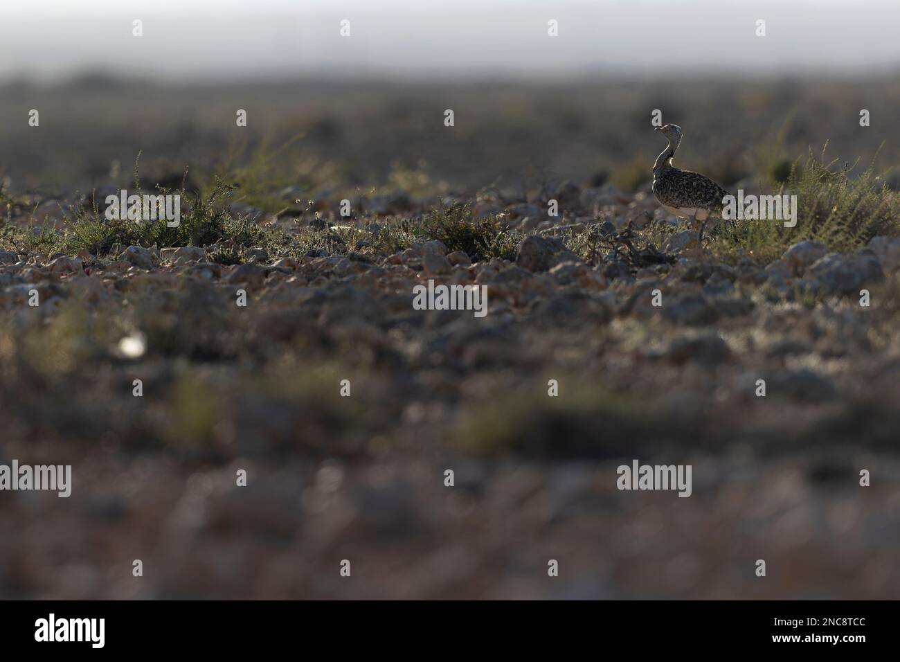 A Canarian houbara (Chlamydotis undulata fuertaventurae) foraging in ...