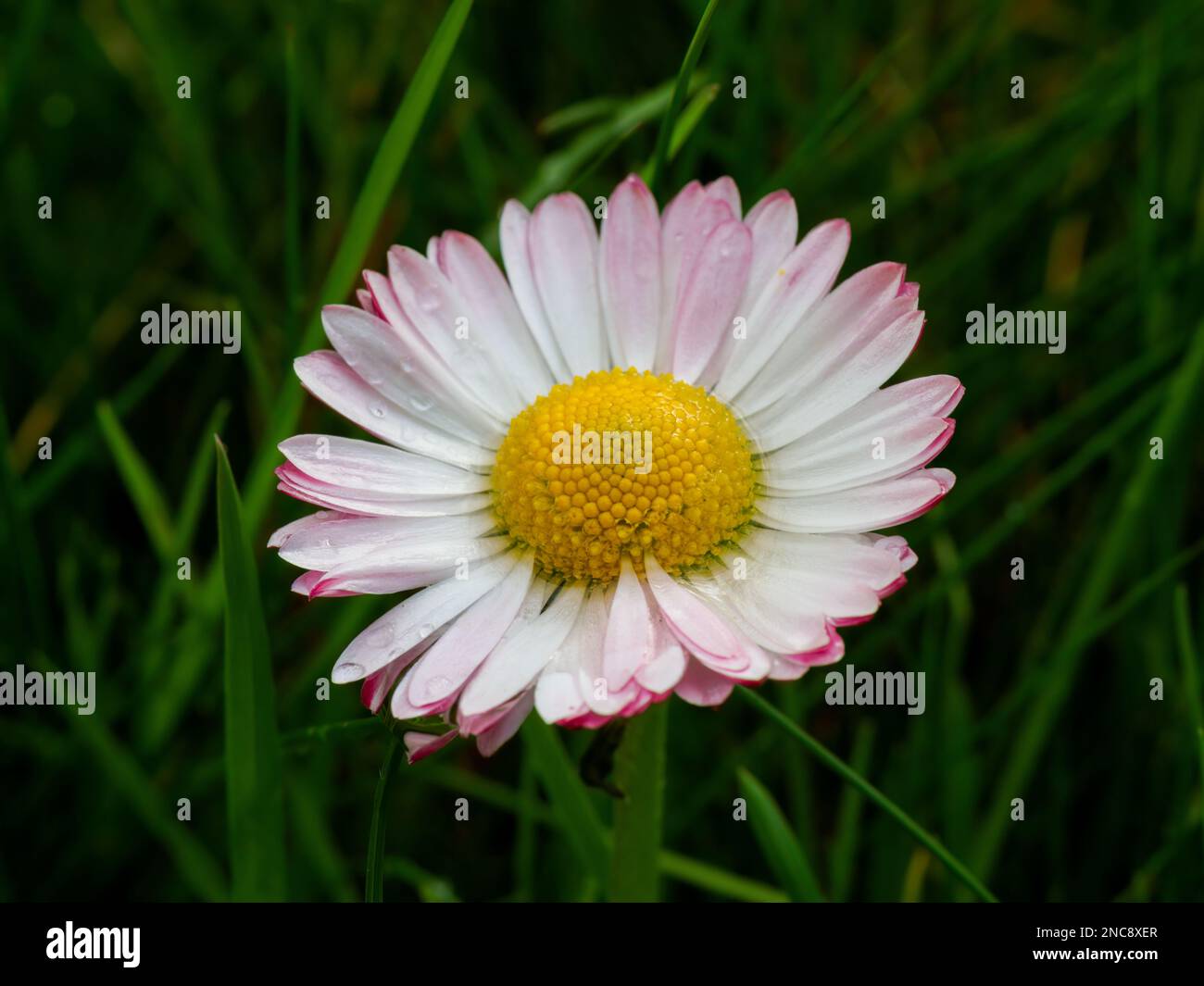 Perennial daisy hi-res stock photography and images - Alamy