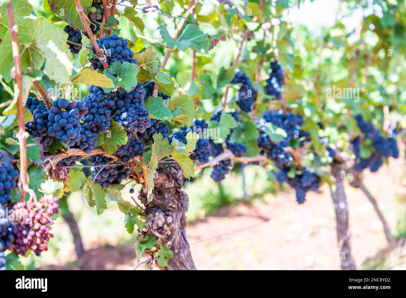 Blue fresh bunch of grapes hang on a vine plant in September before ...