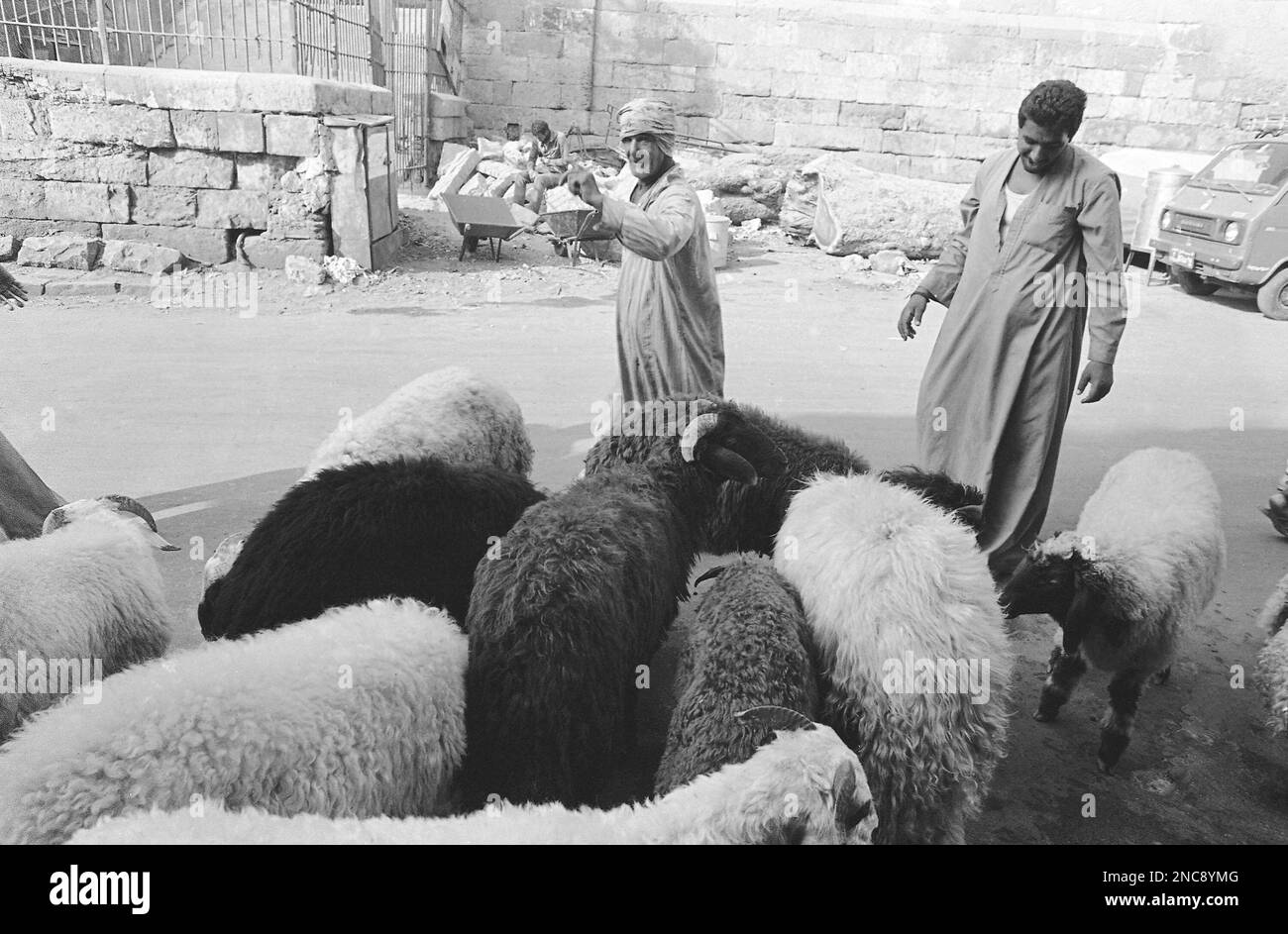 A shepherd guides his sheep in old Cairo, Egypt, Oct. 18, 1983. (AP ...
