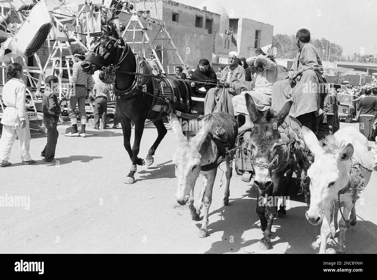 Four legged transportation on the streets of old Cairo pulling ...