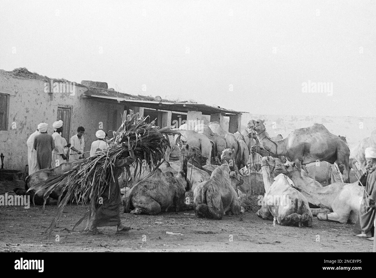 A local Egyptian workman selling sugar cane at the camel market near ...