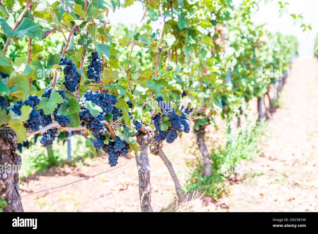 Blue fresh bunch of grapes hang on a vine plant in September before ...