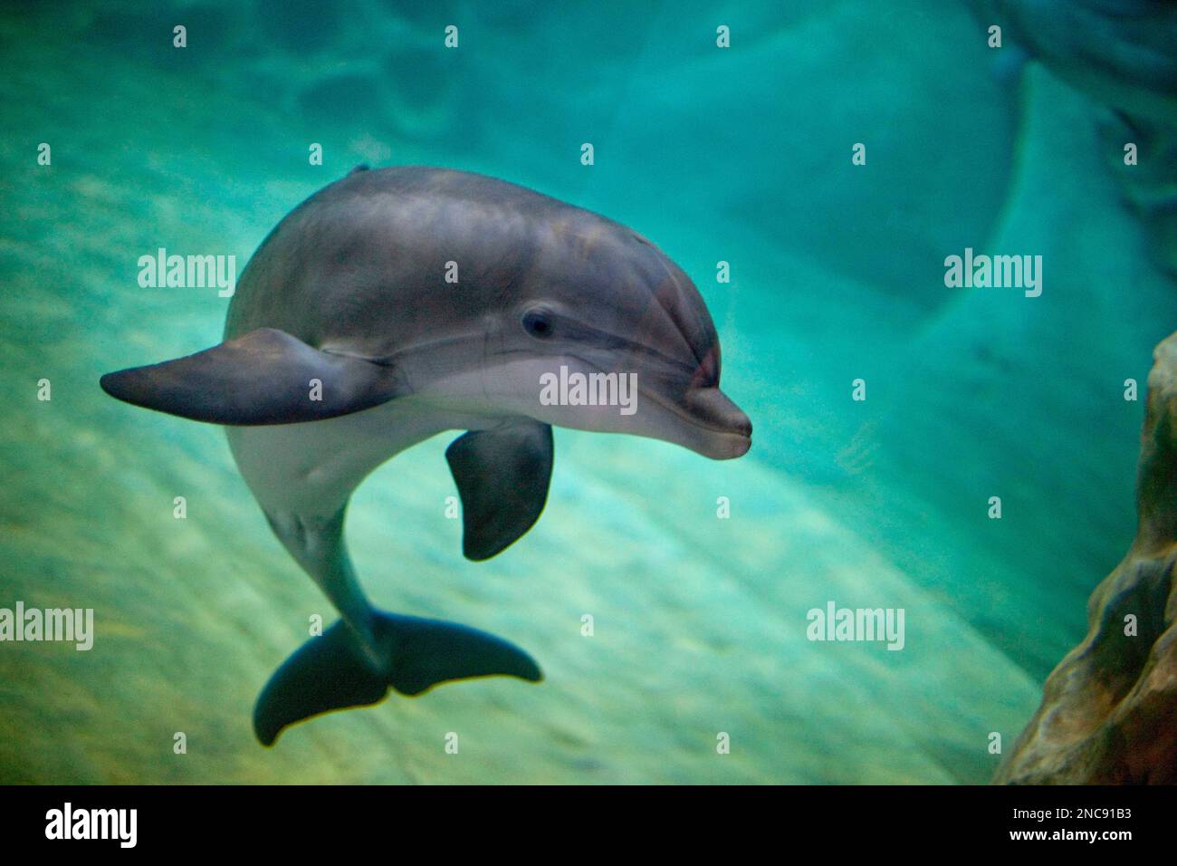 Lily, a bottlenose dolphin, swims in the new exhibit at the Georgia ...