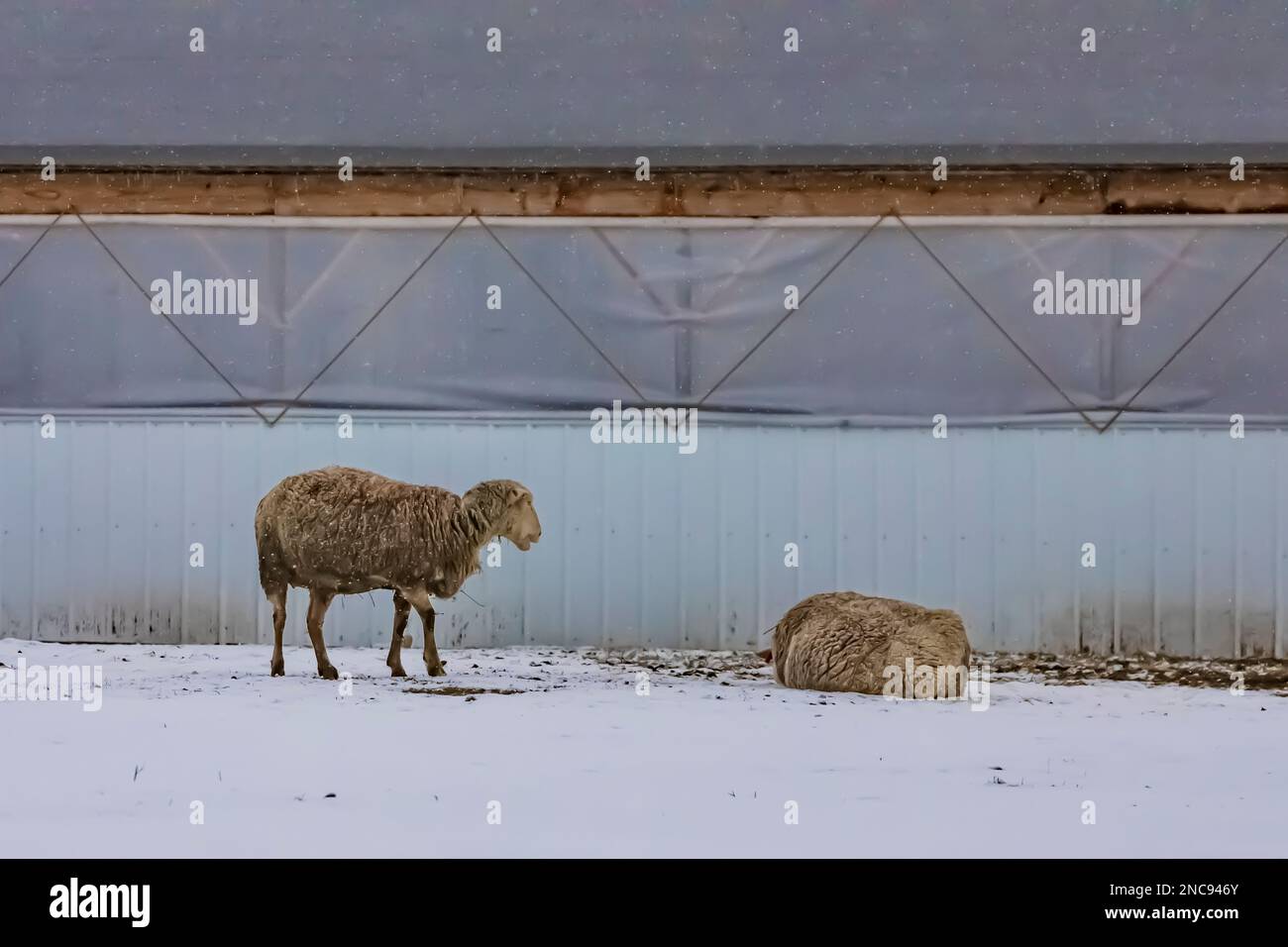 Sheep on an Amish farm in Central Michigan, USA [No property release ...