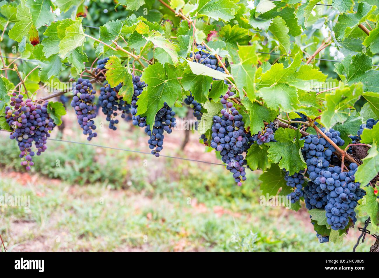 Blue fresh bunch of grapes hang on a vine plant in September before harvest Stock Photo - Alamy