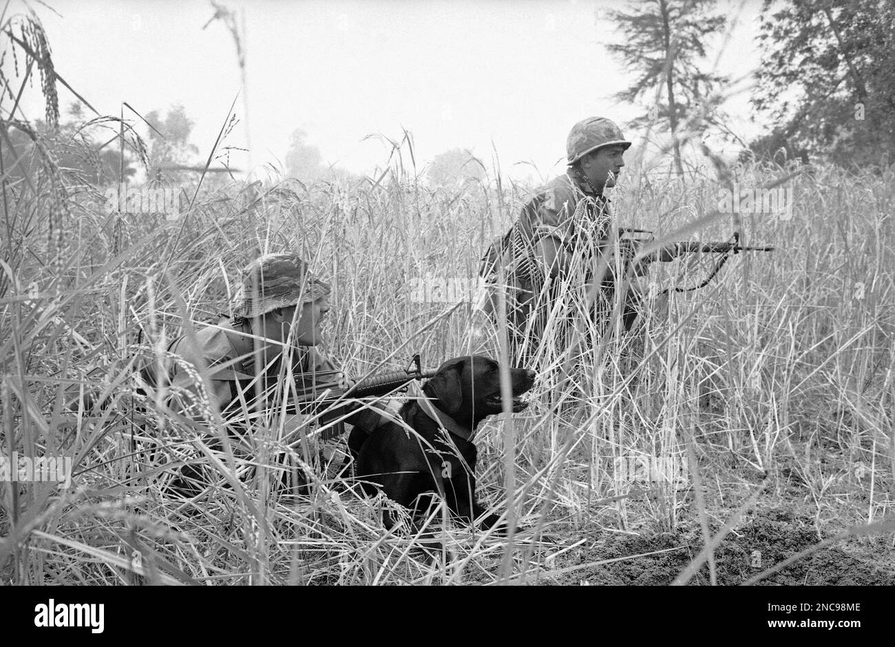 “Sambo,” a Labrador retriever scout dog aids U.S. soldiers near Phong ...