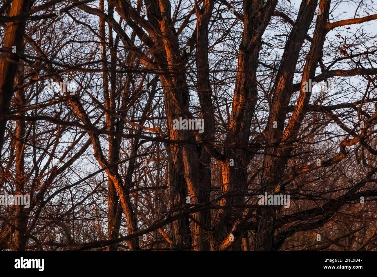 Quercus rubra bark hi-res stock photography and images - Alamy
