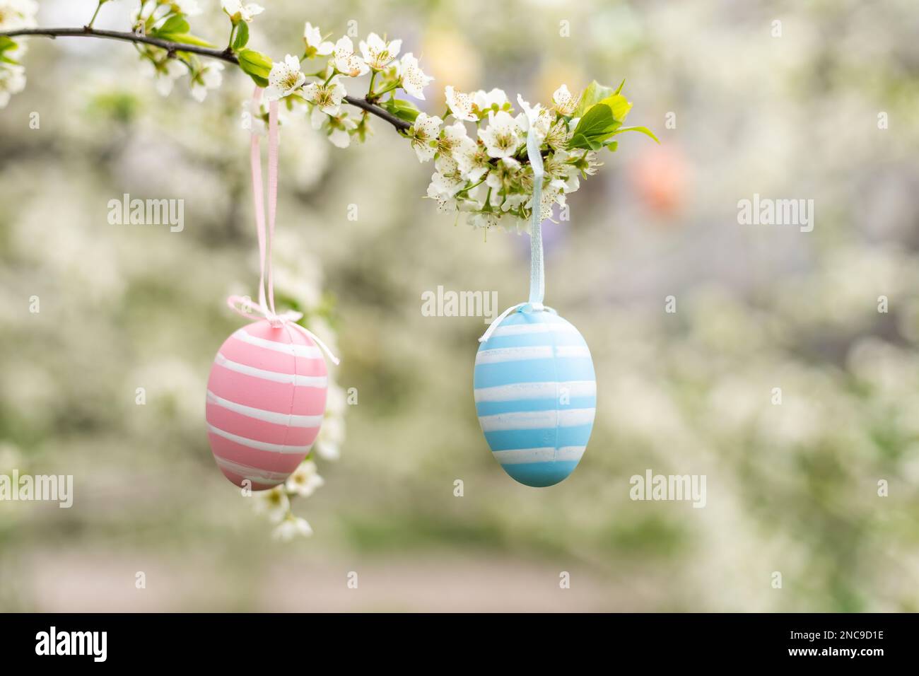 A Easter egg is hanging on a branch of a blooming cherry tree. Easter ...