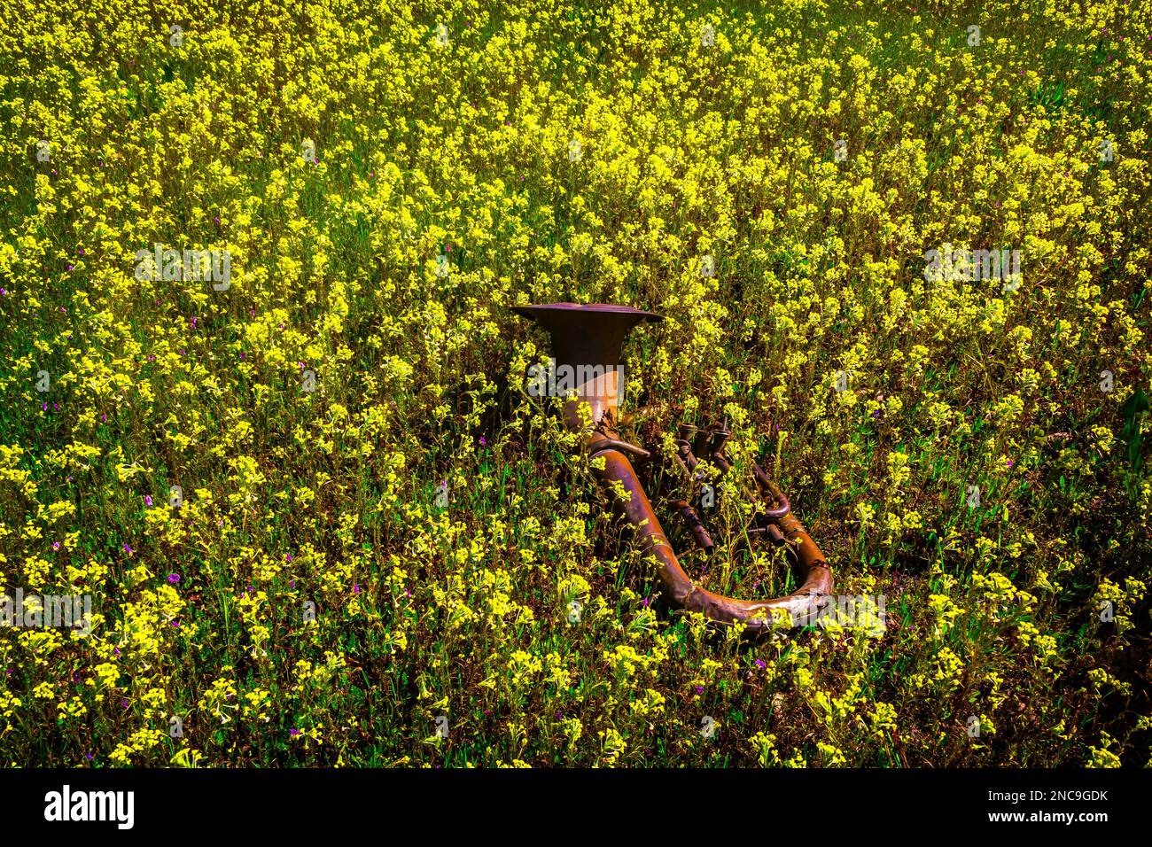 Tuba Among Wildflowers Stock Photo - Alamy