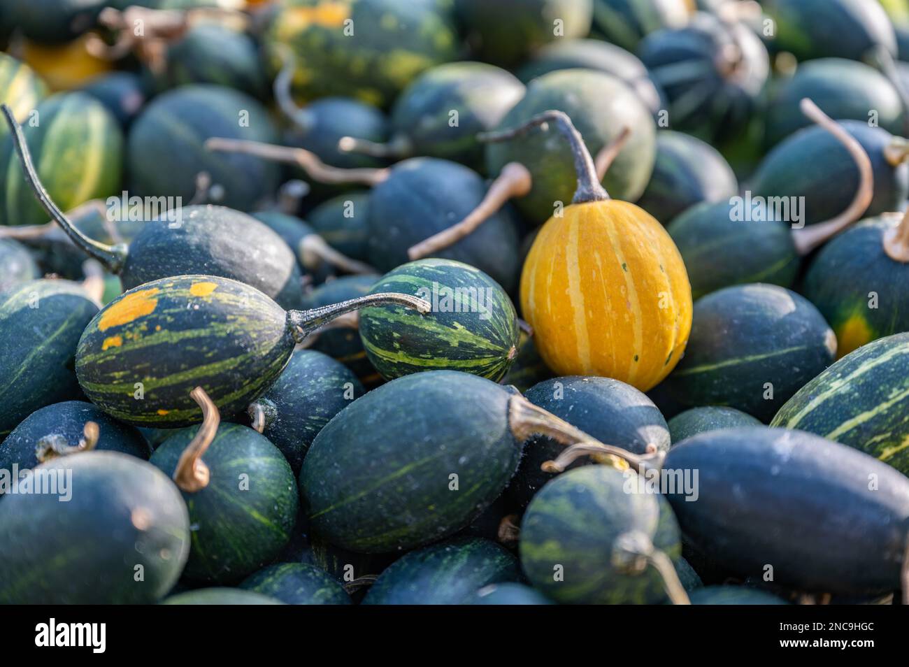 Winter squash ornamental gourd hi-res stock photography and images - Alamy