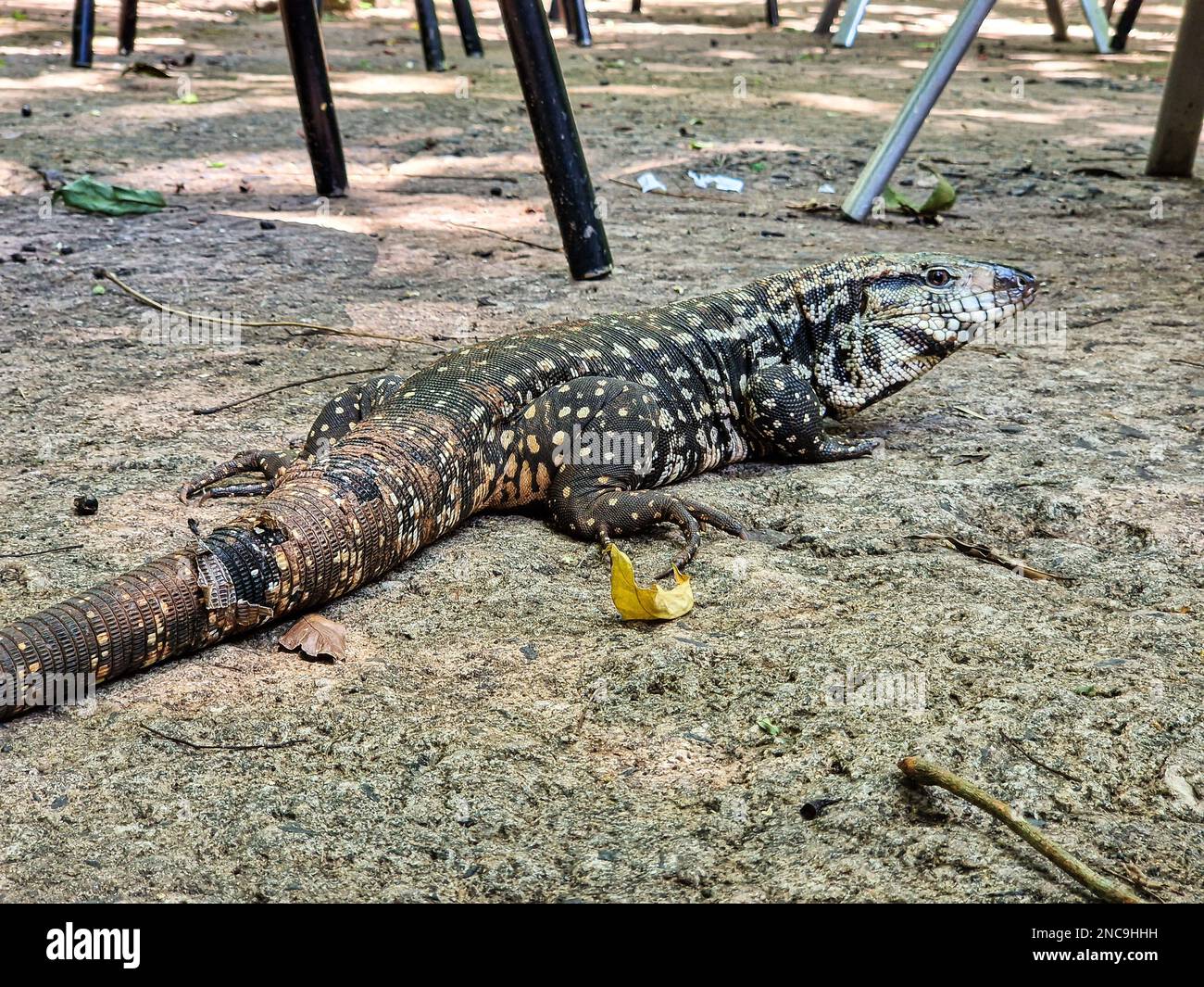 Argentine black and white tegu, Salvator merianae at the Bird Park ...
