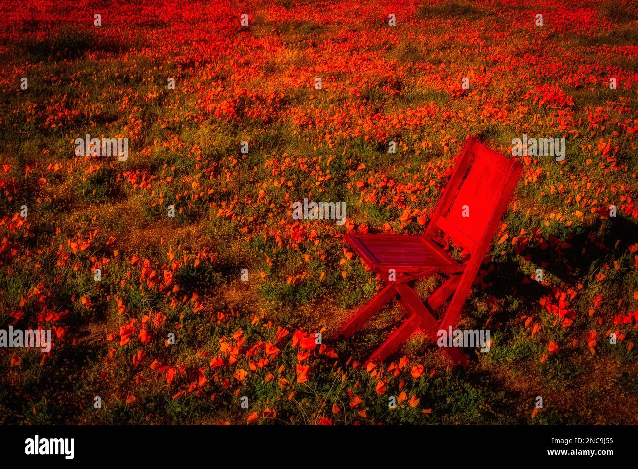 Chair in field of flowers hi-res stock photography and images - Alamy