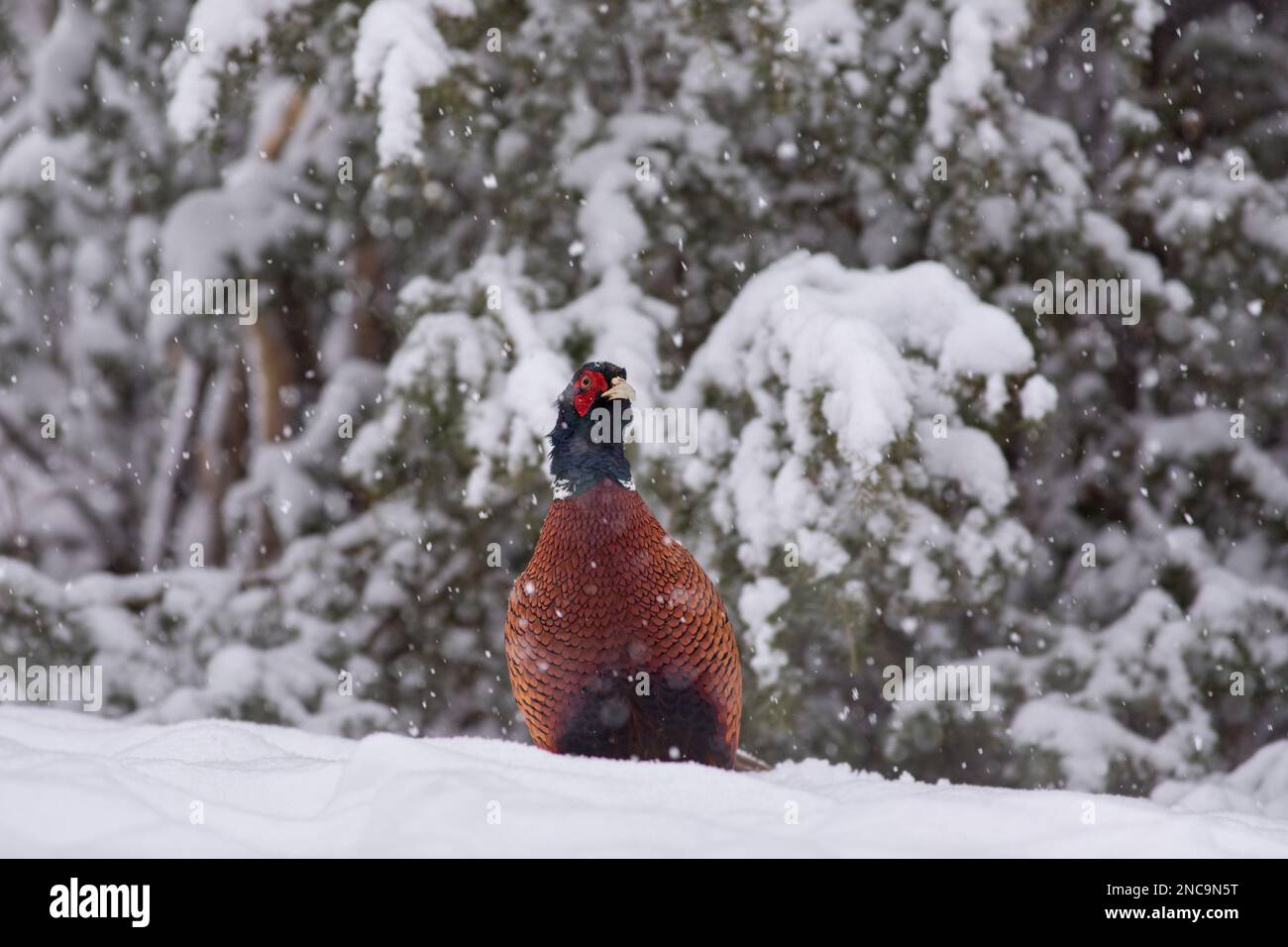 Male common pheasant (Phasianus colchicus) ploughing through snow ...
