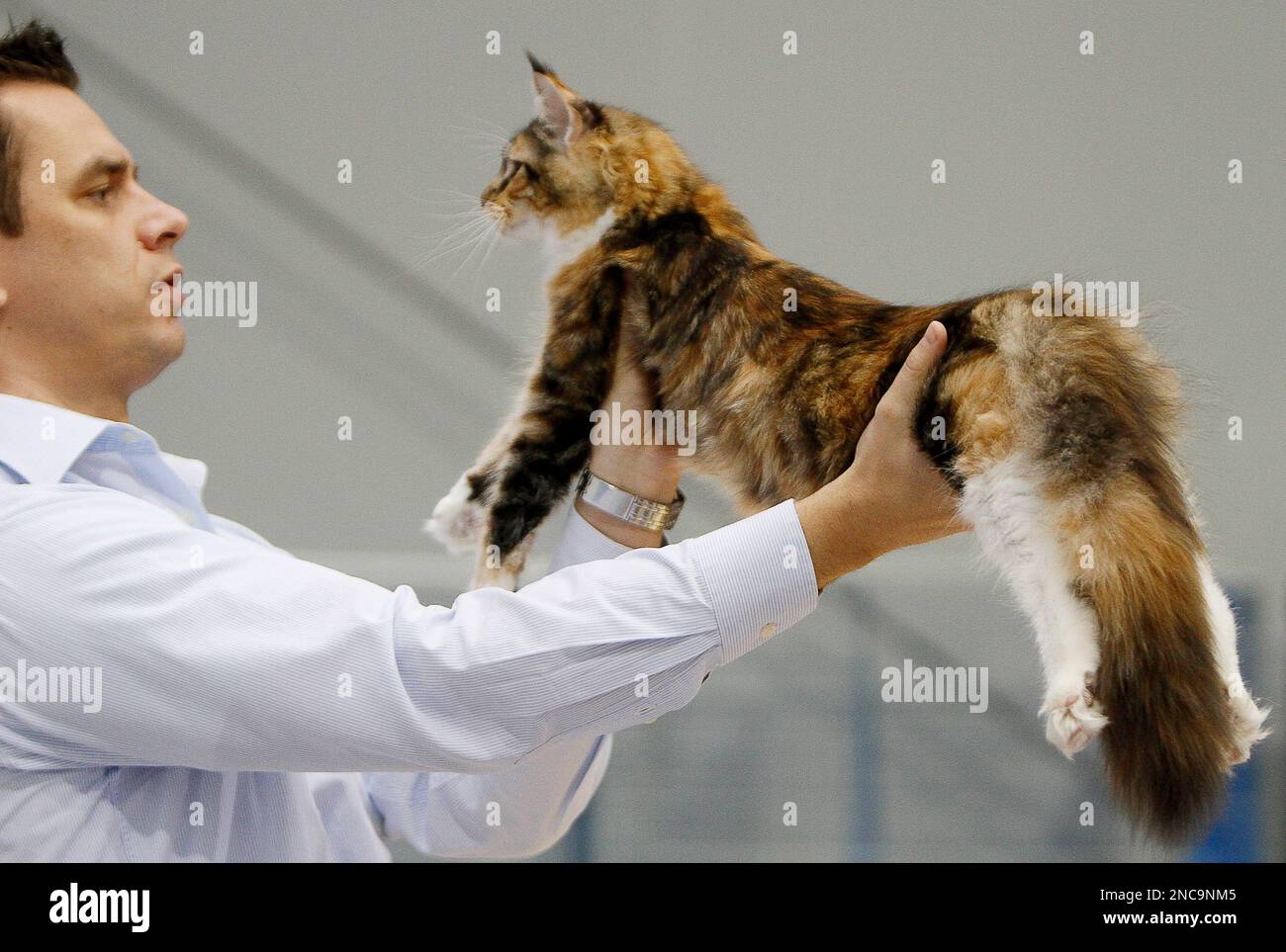 A Maine Coon cat seen by a juror of competition during an international ... A Maine Coon cat seen by a juror of competition during an international ...