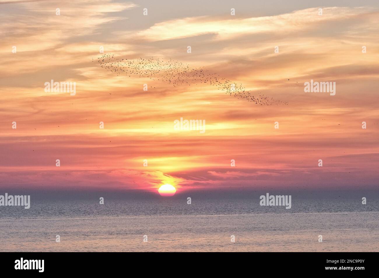 Mumuration brighton hi-res stock photography and images - Alamy