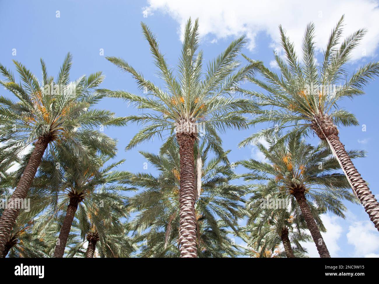 Group palm trees clouds hi-res stock photography and images - Alamy
