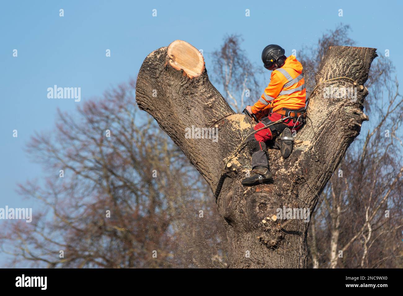 Holt Farm Oak Tree being chopped down following extended protests ...