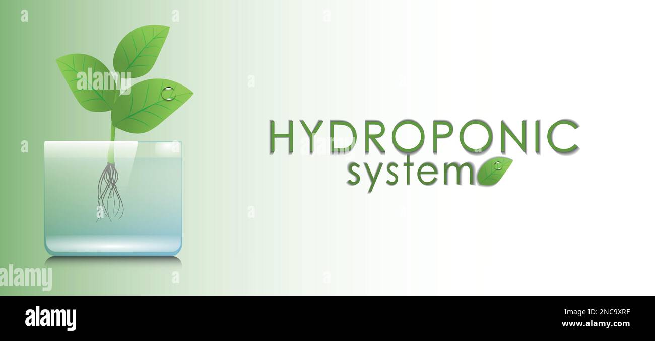 Wide banner. Growing vegetables and herbs in a hydroponic system. A ...