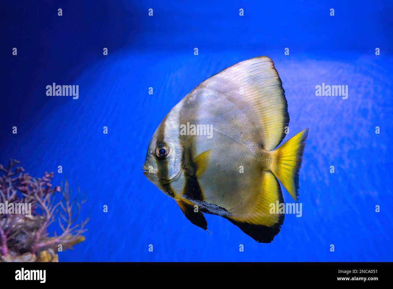 Beautiful bright fish Platax teira, Longfin Batfish in blue water of ...