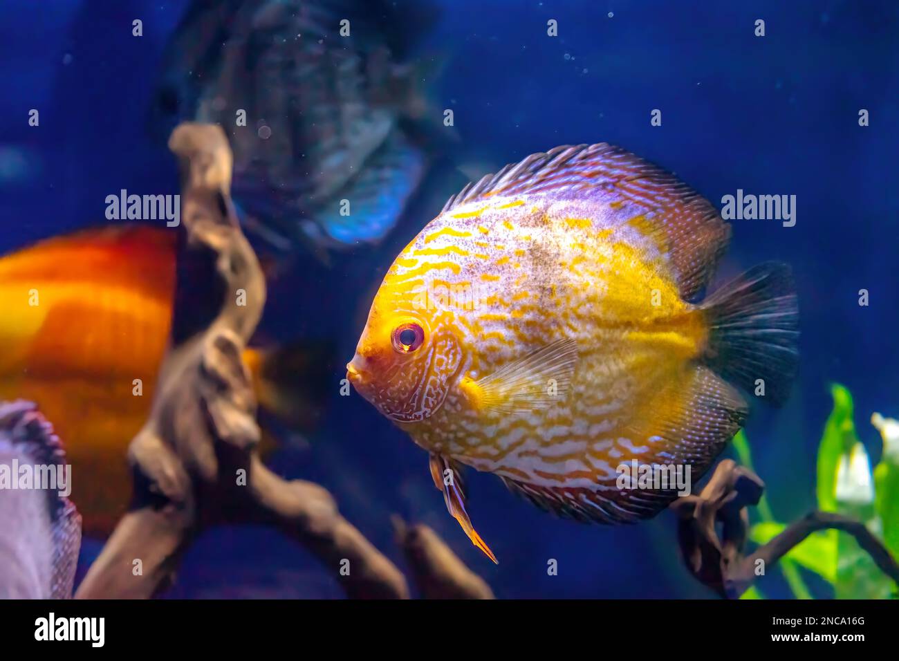 Beautiful bright yellow fish in the aquarium, Symphysodon discus ...